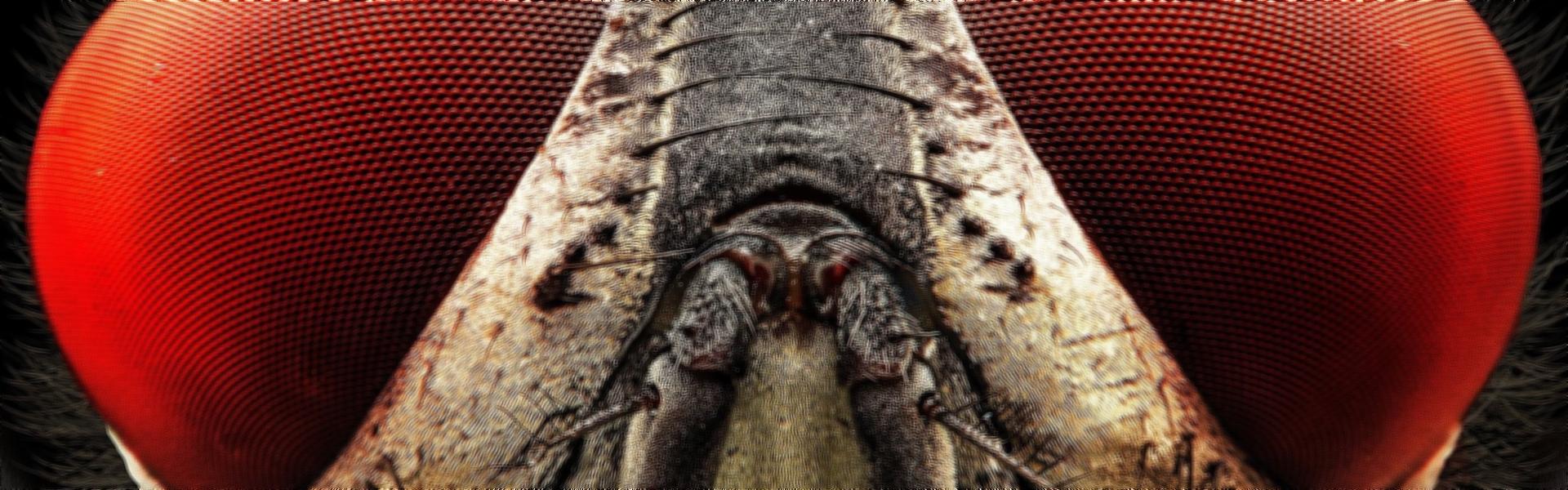 Insect - 25 de Março de 2021 | Filmow