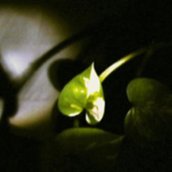 Ficha técnica completa - Floating Leaf - 2002 | Filmow